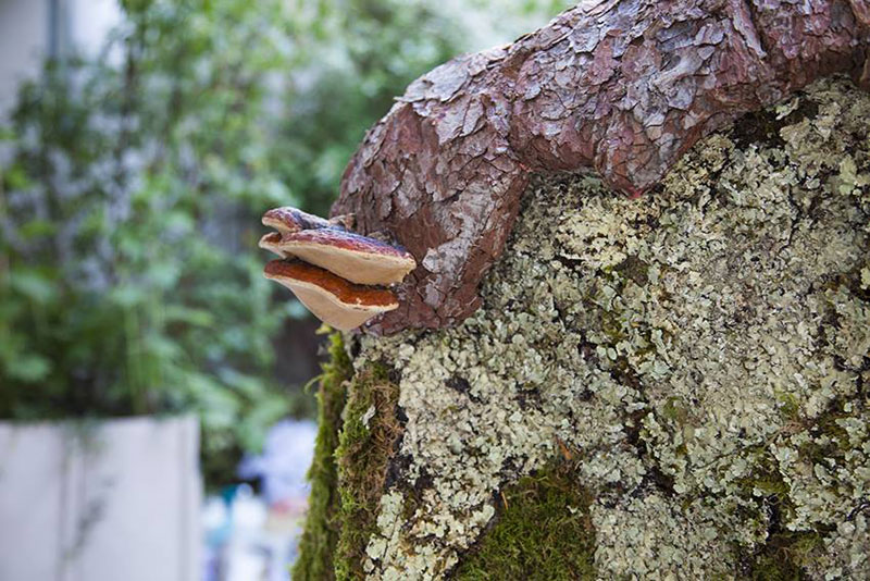 Artist Turns Shoes Into Gardens… and Makes a Batman Suit Out of Bark ...