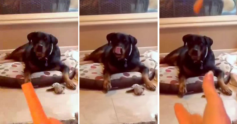 Dog Makes Greatest Catch of All Time » TwistedSifter