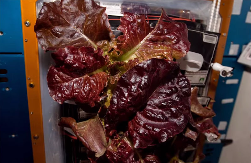 Astronauts on ISS Eat Veggies They Grew in Space » TwistedSifter