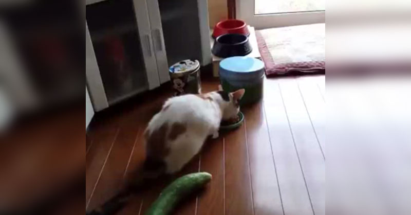 Cat Gets Freaked Out By Cucumber - TwistedSifter