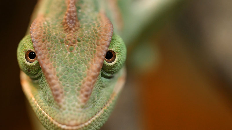 Chameleons Change Color to Stand Out, Not Blend In » TwistedSifter