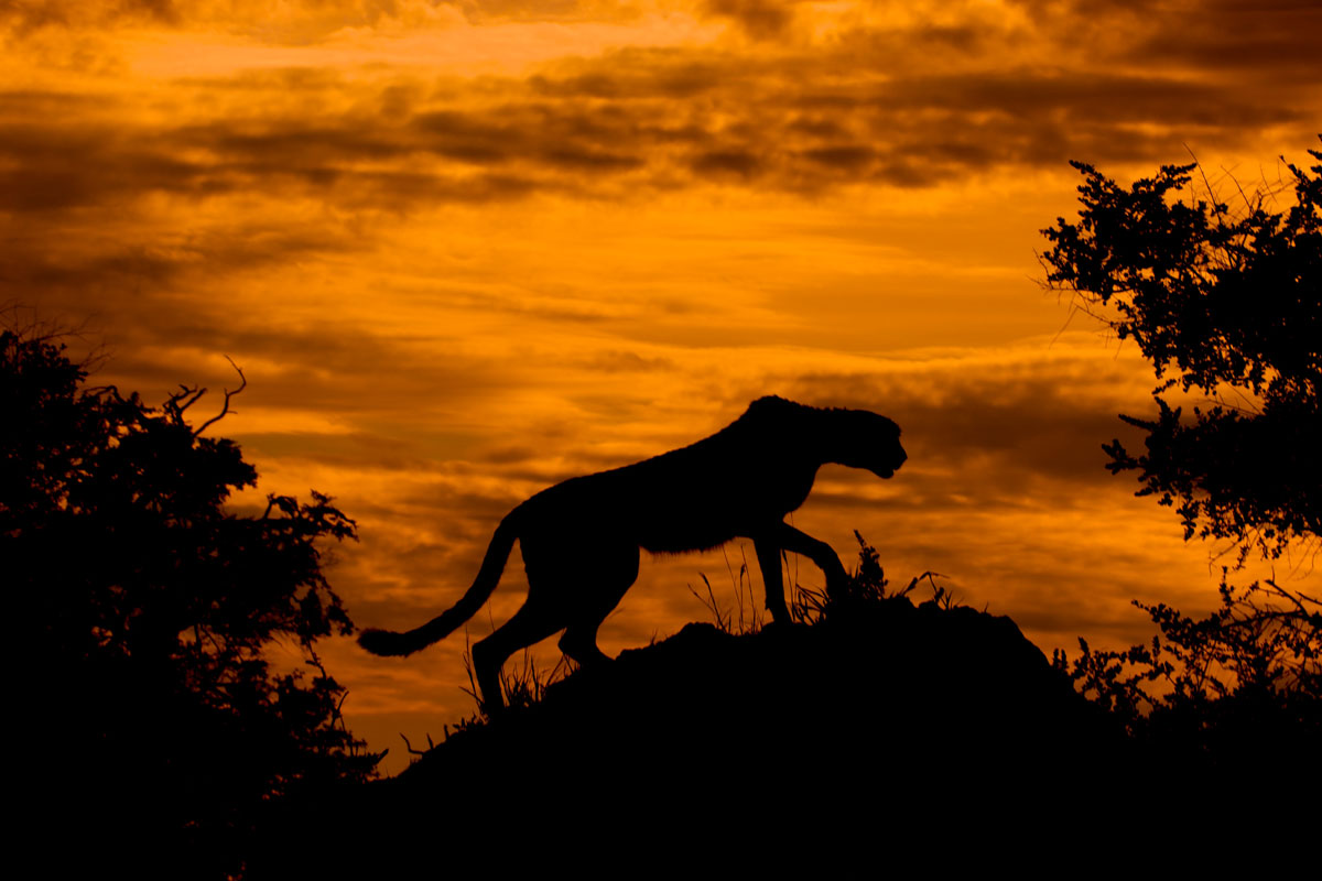Picture of the Day: Cheetah at Sunset » TwistedSifter
