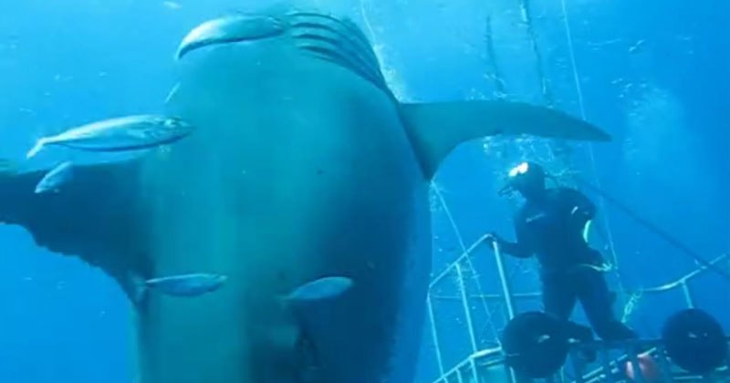 Deep Blue Biggest Great White Shark In The World Twistedsifter 8063
