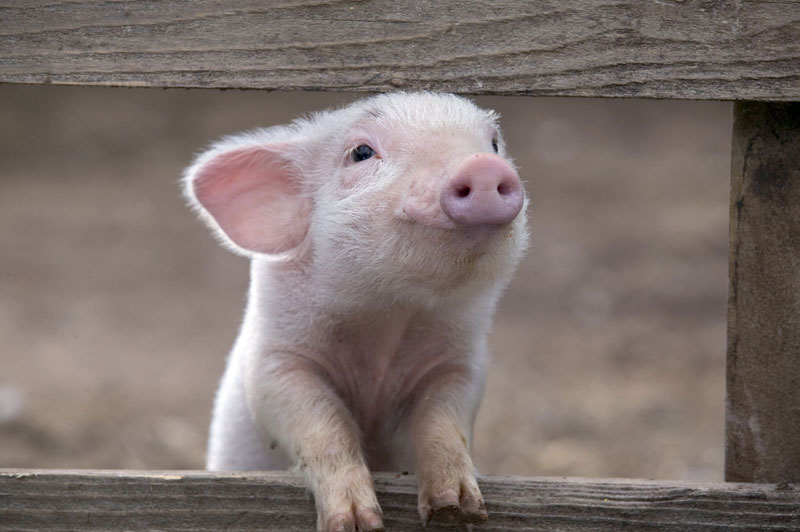 happy-pig-smiling » TwistedSifter
