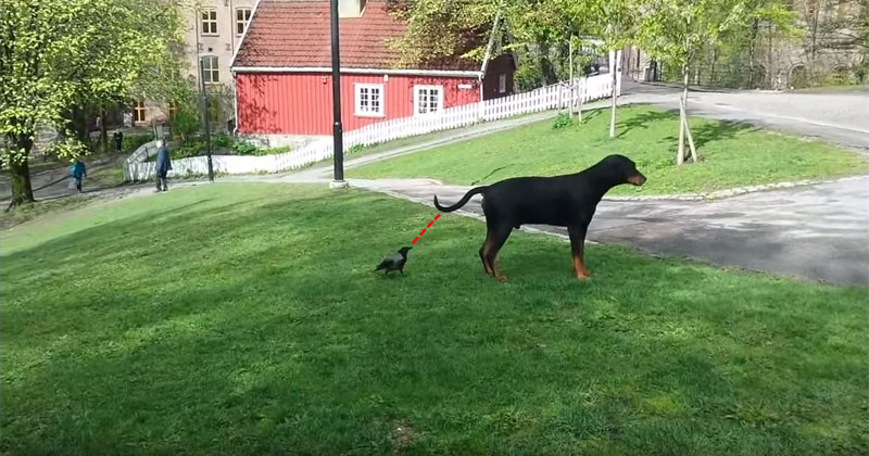 Sneaky Crow Toys With Big Dog » TwistedSifter