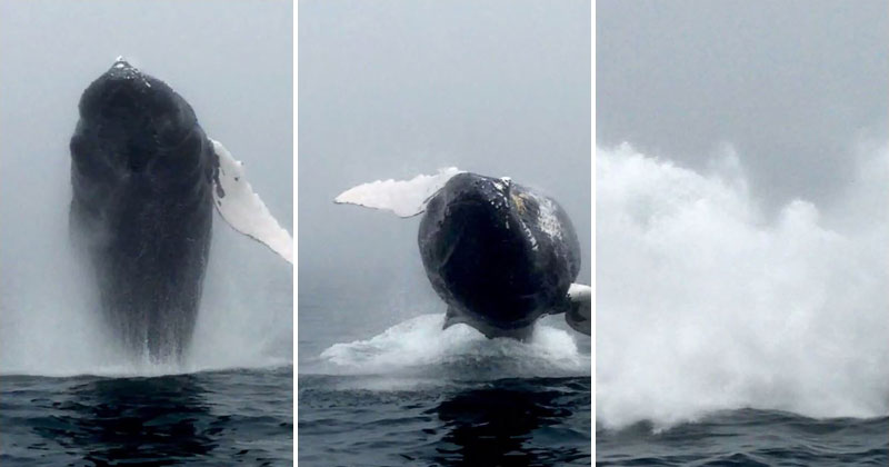 Whale Watcher Captures Unbelievable Close-Up of a Breaching Humpback ...