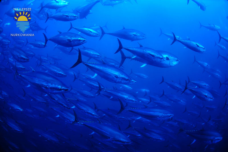 Diving with Bluefin Tuna in Malta » TwistedSifter
