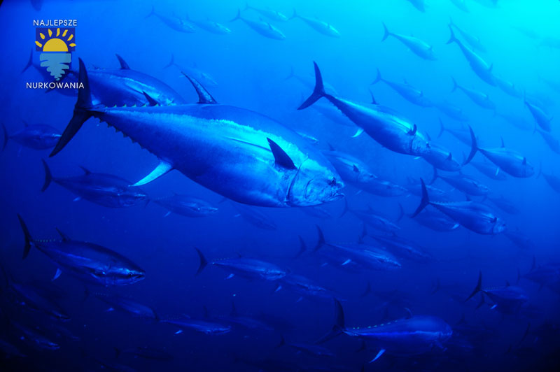 Diving with Bluefin Tuna in Malta » TwistedSifter
