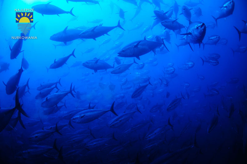 Diving with Bluefin Tuna in Malta - TwistedSifter