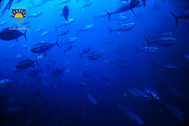 Diving with Bluefin Tuna in Malta - TwistedSifter