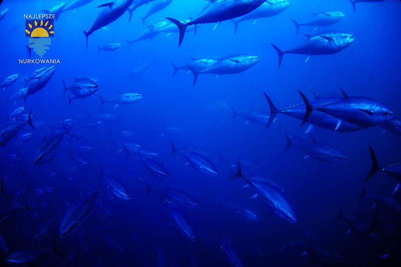Diving with Bluefin Tuna in Malta » TwistedSifter