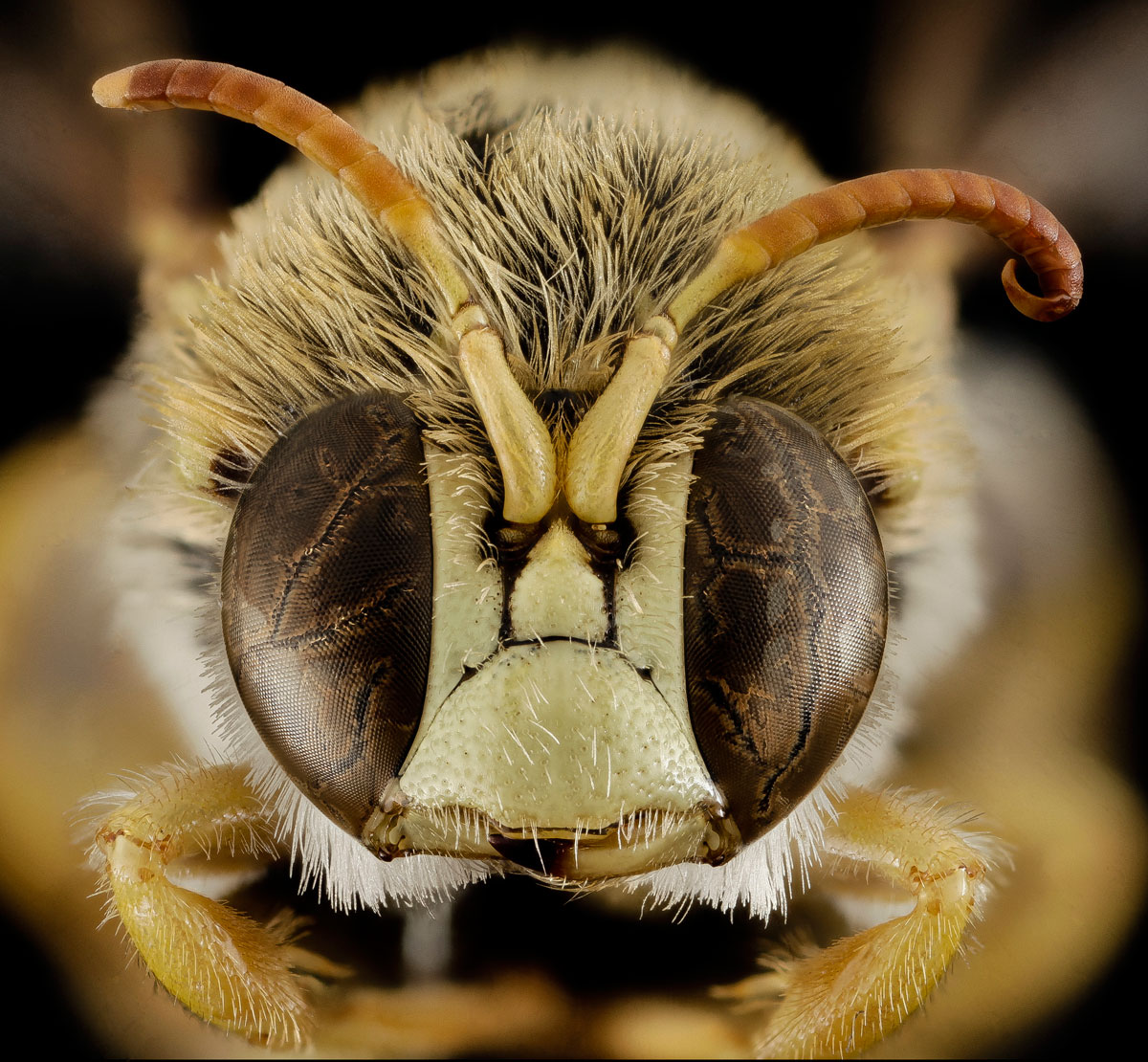 25 of the Best Close-Ups of Insect Eyes You Will See - TwistedSifter