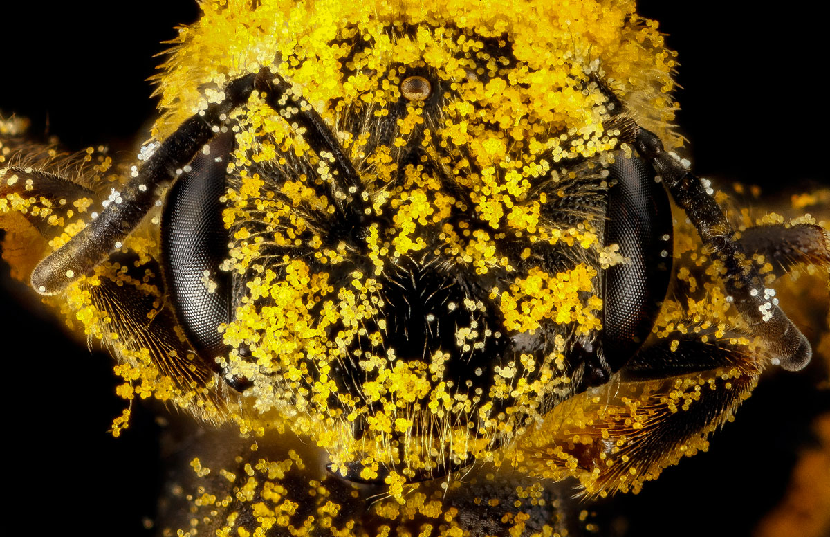 25 of the Best Close-Ups of Insect Eyes You Will See » TwistedSifter
