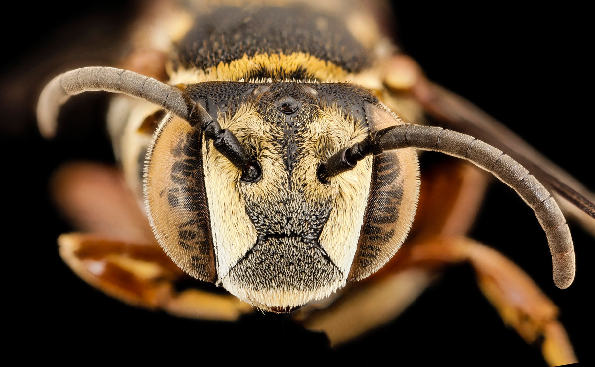25 of the Best Close-Ups of Insect Eyes You Will See » TwistedSifter