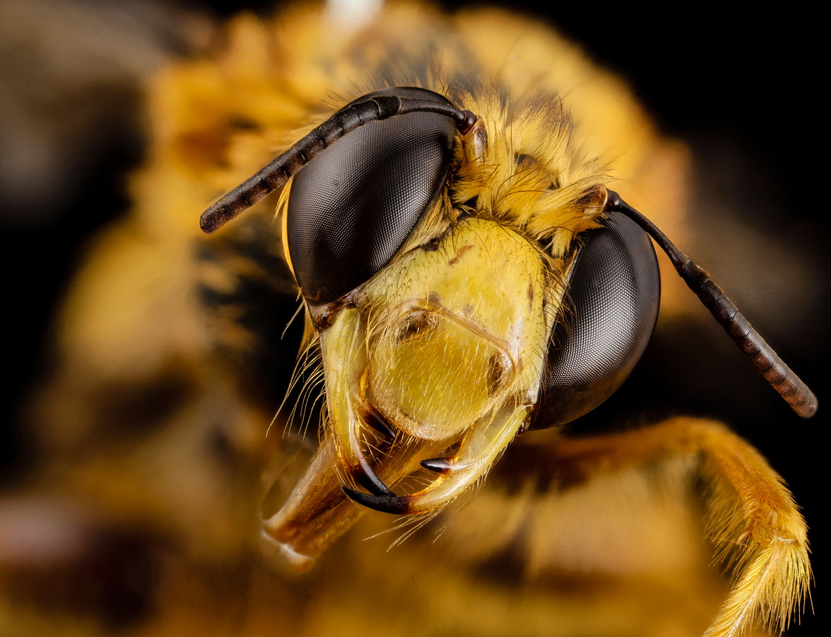 25 of the Best Close-Ups of Insect Eyes You Will See » TwistedSifter