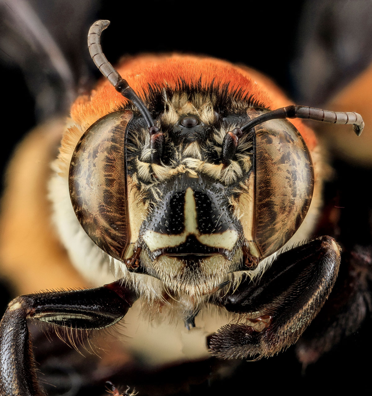 25 of the Best Close-Ups of Insect Eyes You Will See » TwistedSifter