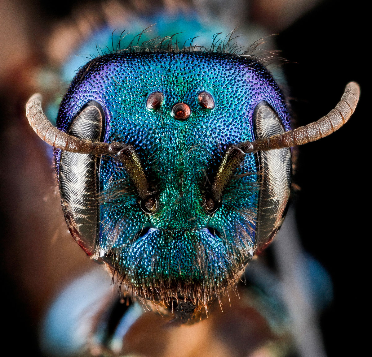 25 of the Best Close-Ups of Insect Eyes You Will See » TwistedSifter