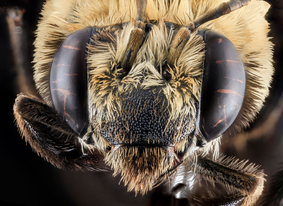 25 of the Best Close-Ups of Insect Eyes You Will See » TwistedSifter