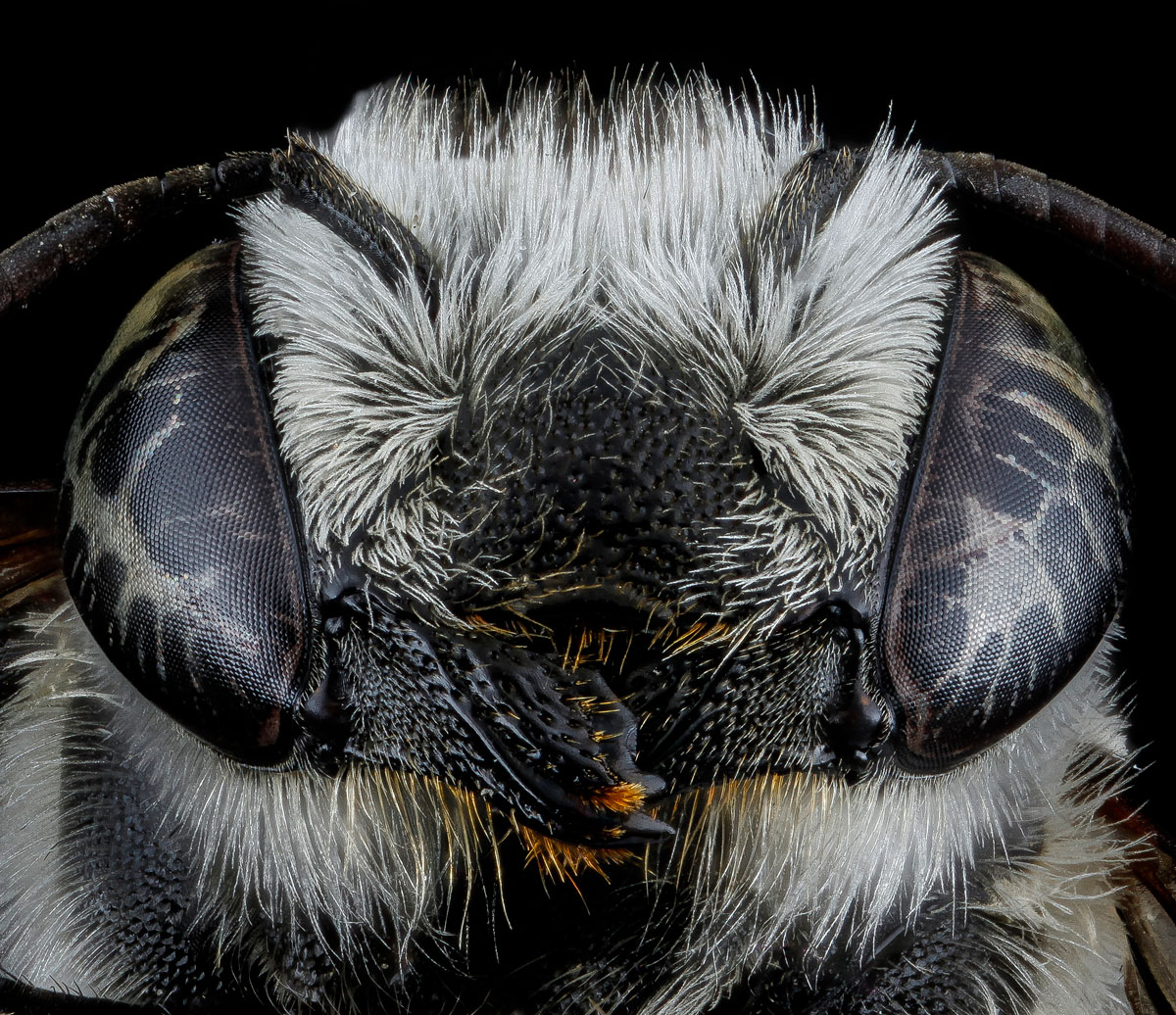 25 of the Best Close-Ups of Insect Eyes You Will See » TwistedSifter