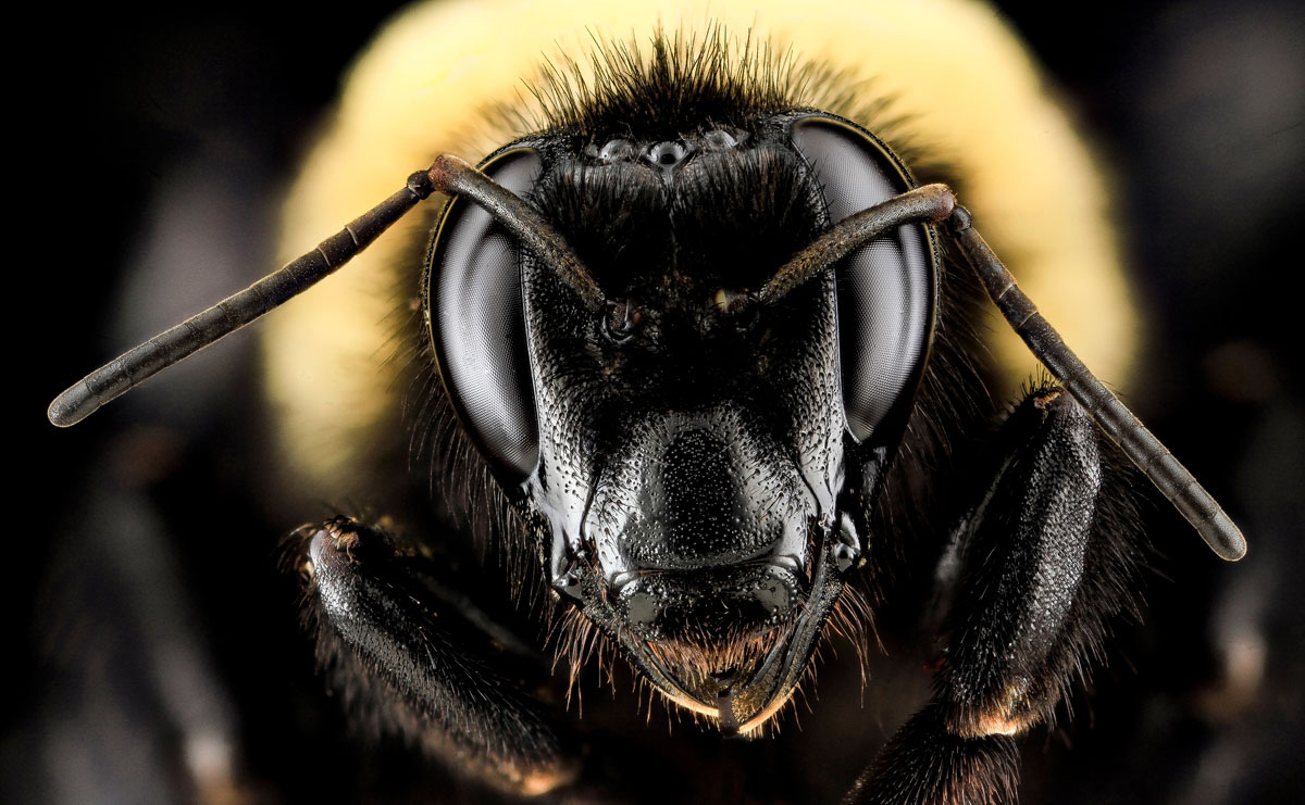 25 of the Best Close-Ups of Insect Eyes You Will See - TwistedSifter