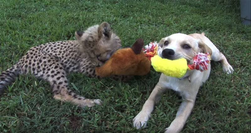 How a Cheetah Cub and Puppy Became Best of Friends » TwistedSifter