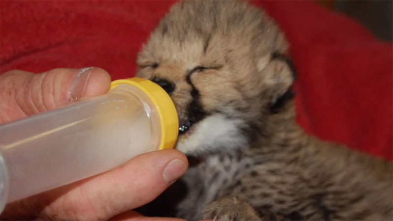 How a Cheetah Cub and Puppy Became Best of Friends » TwistedSifter
