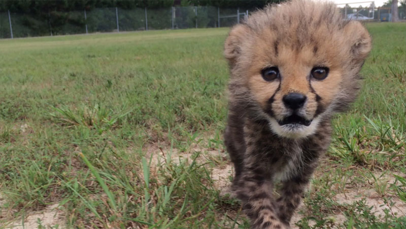 How a Cheetah Cub and Puppy Became Best of Friends » TwistedSifter