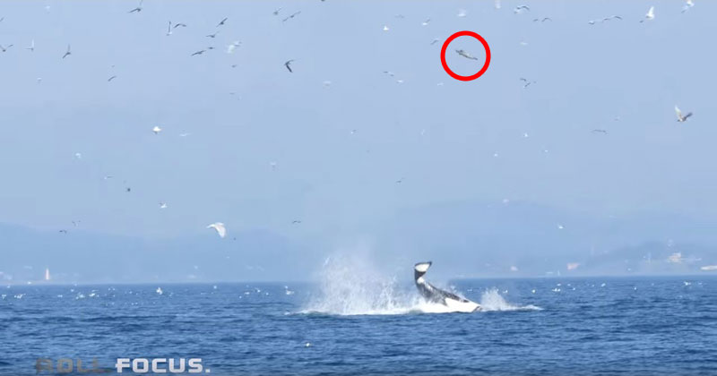 orca-uses-tail-to-launch-seal-80-ft-into-air » TwistedSifter