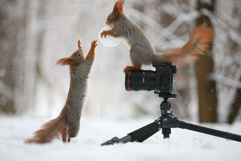 These Photos of Squirrels Playing Will Totally Make Your Day ...