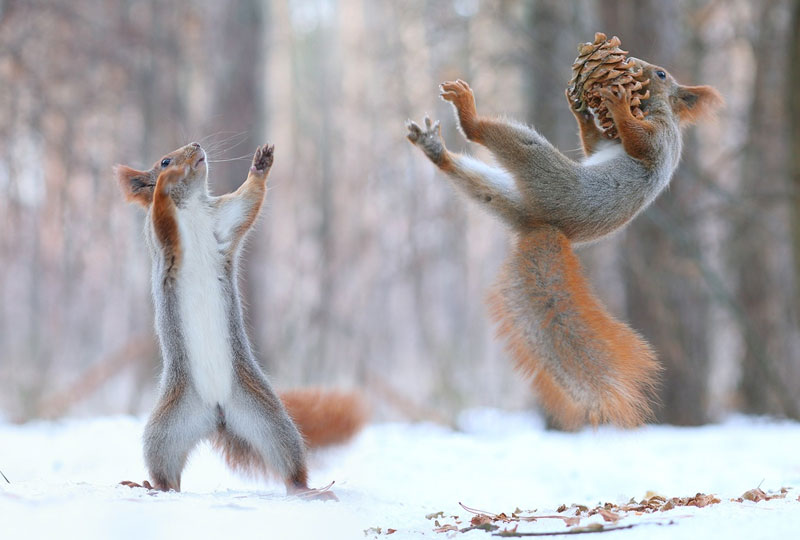 These Photos of Squirrels Playing Will Totally Make Your Day ...