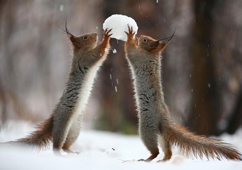 These Photos of Squirrels Playing Will Totally Make Your Day ...