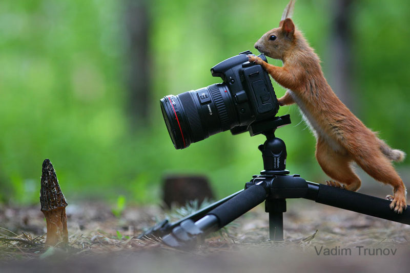 These Photos of Squirrels Playing Will Totally Make Your Day ...