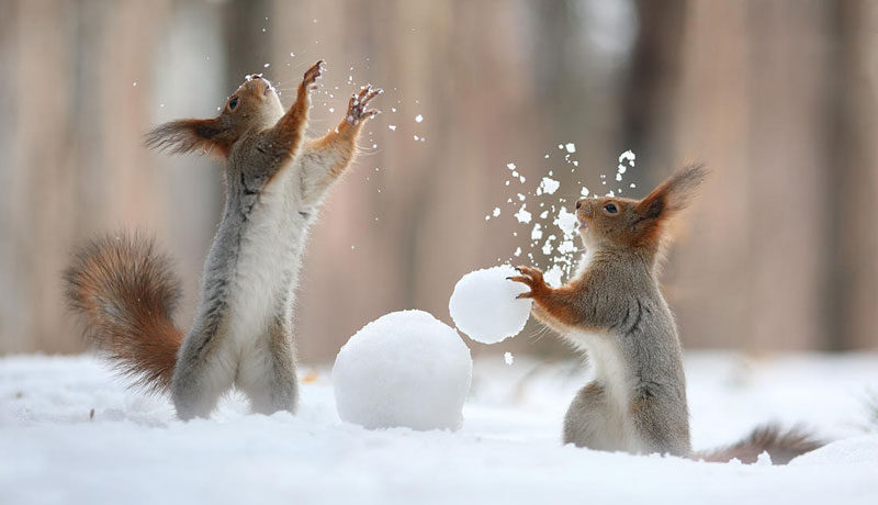 These Photos of Squirrels Playing Will Totally Make Your Day ...