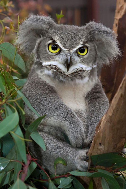 I'm Just Going to Leave these Photoshopped Animal Hybrids Here (17 ...