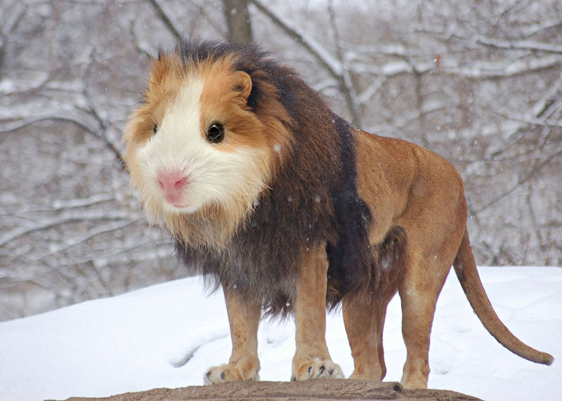 I'm Just Going to Leave these Photoshopped Animal Hybrids Here (17 ...