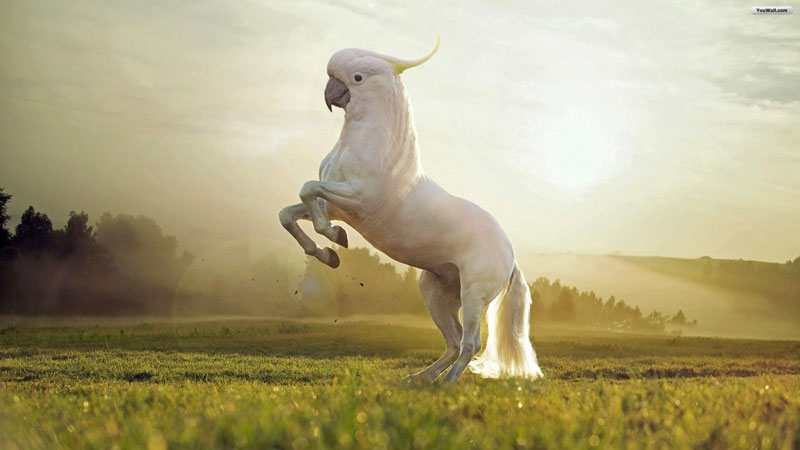 I'm Just Going to Leave these Photoshopped Animal Hybrids Here (17 ...