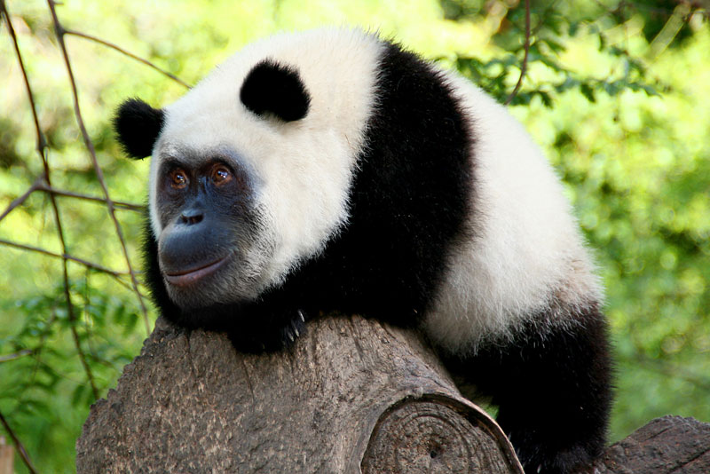 I'm Just Going to Leave these Photoshopped Animal Hybrids Here (17 ...