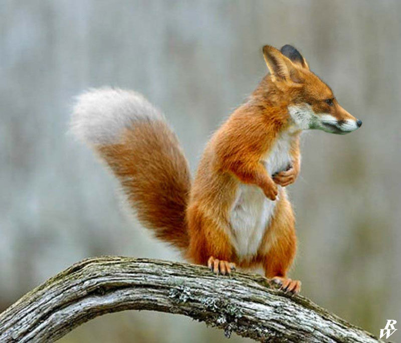 I'm Just Going to Leave these Photoshopped Animal Hybrids Here (17 ...