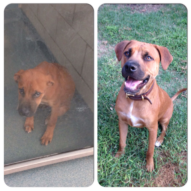 12 Heartwarming Before and After Photos of Adopted Dogs - TwistedSifter