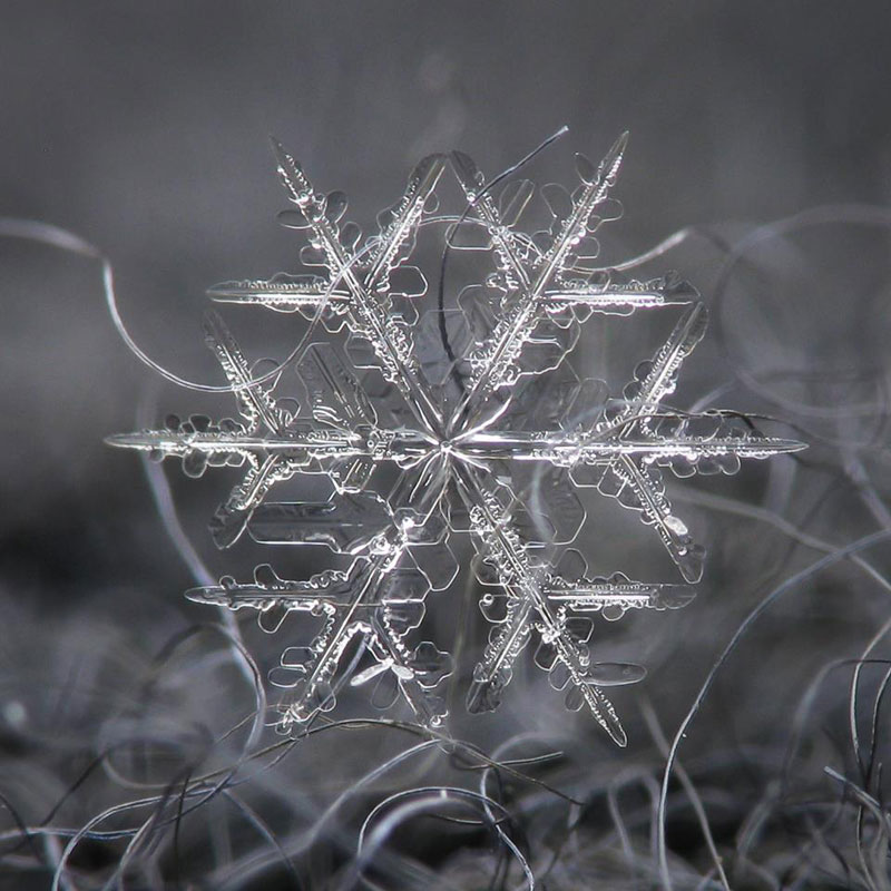 6 Amazing Close-Ups of Individual Snowflakes from this Winter ...