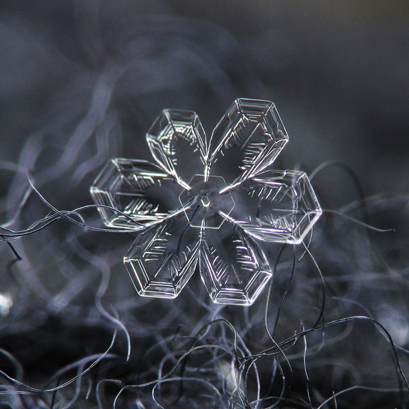 6 Amazing Close-Ups of Individual Snowflakes from this Winter ...