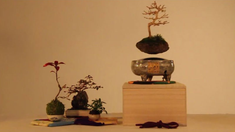 There’s a Kickstarter for Floating Bonsai and it Looks Awesome ...