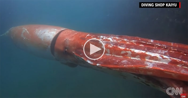 12 ft Giant Squid Makes Rare Appearance in Japanese Harbour » TwistedSifter