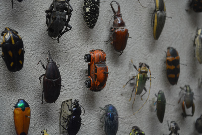 Picture of the Day: Meanwhile at a Cleveland Museum’s Insect Exhibit ...