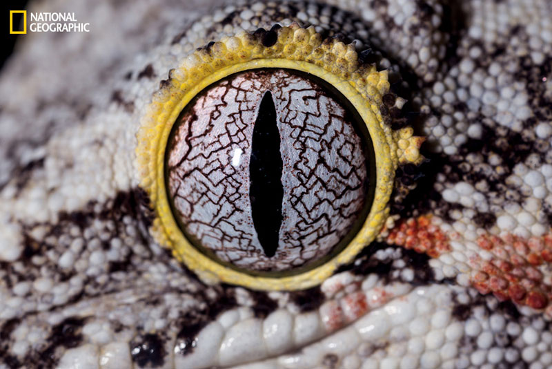 Inside the Eye: Nature’s Most Exquisite Creation (10 Photos ...