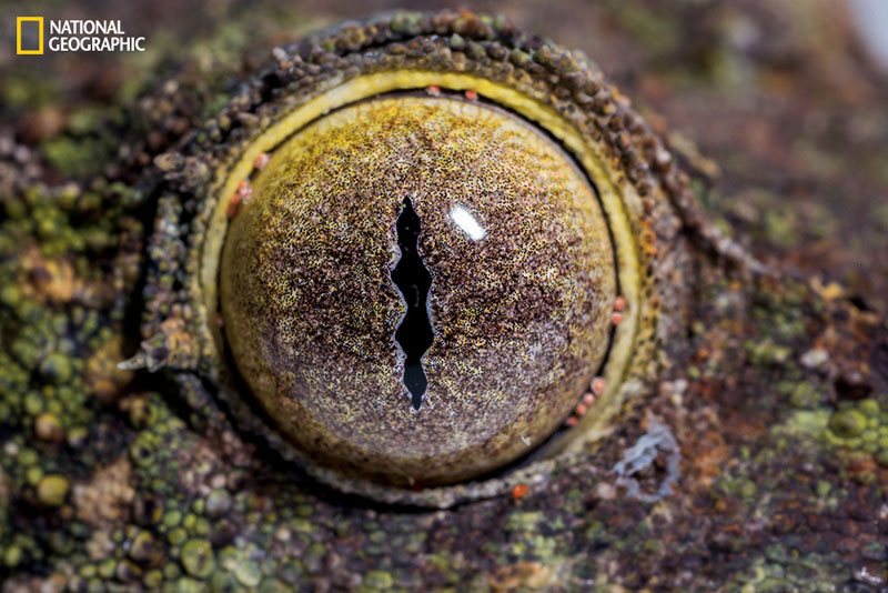 Inside the Eye: Nature’s Most Exquisite Creation (10 Photos ...