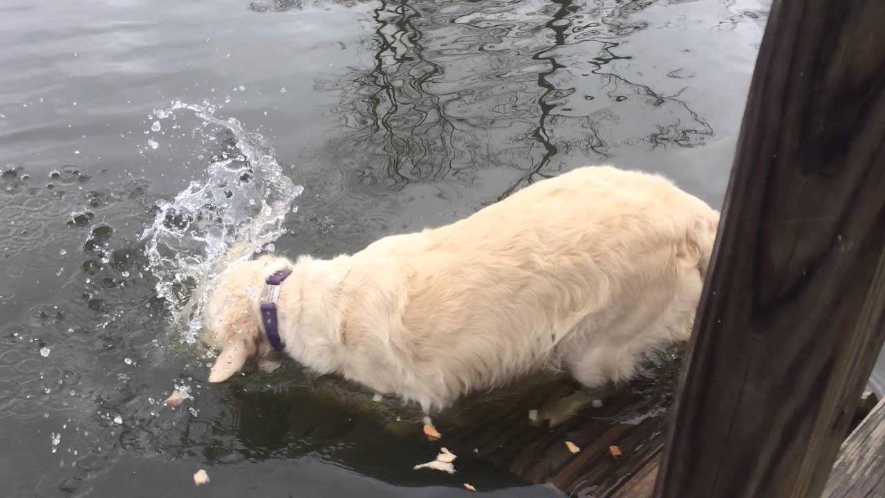 Golden Retriever Goes Fishing With Bread Crumbs » TwistedSifter