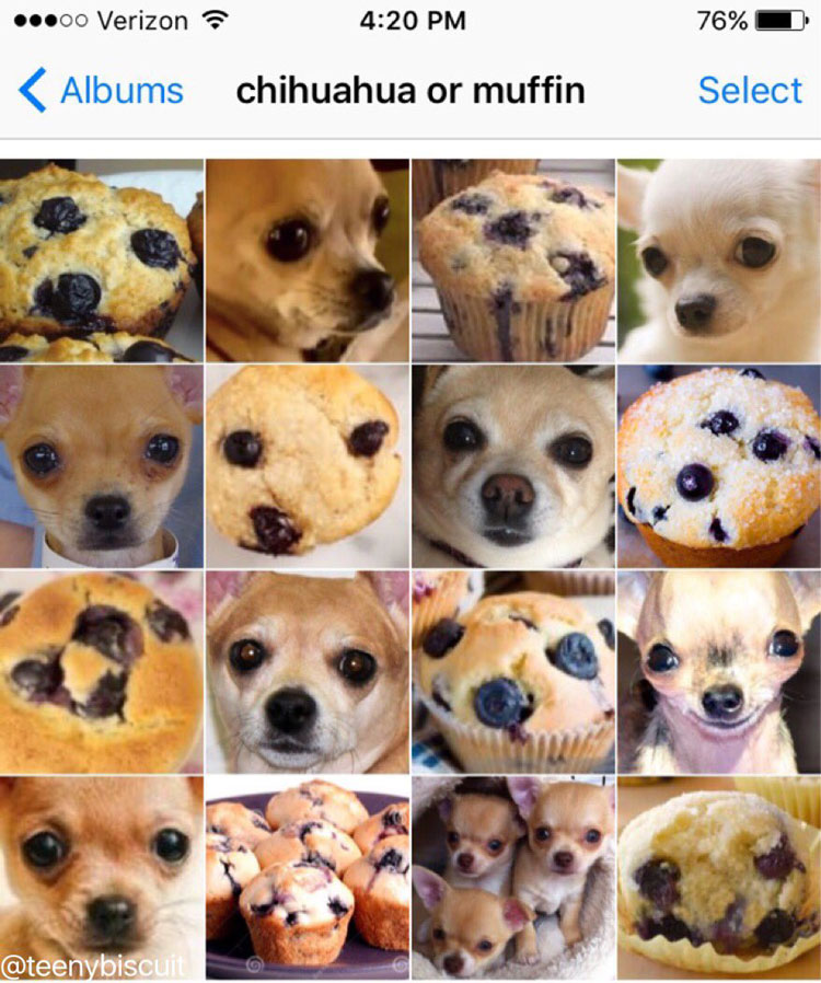 Puppy or Bagel? Chihuahua or Muffin? Shiba or Marshmallow? (8 photos ...