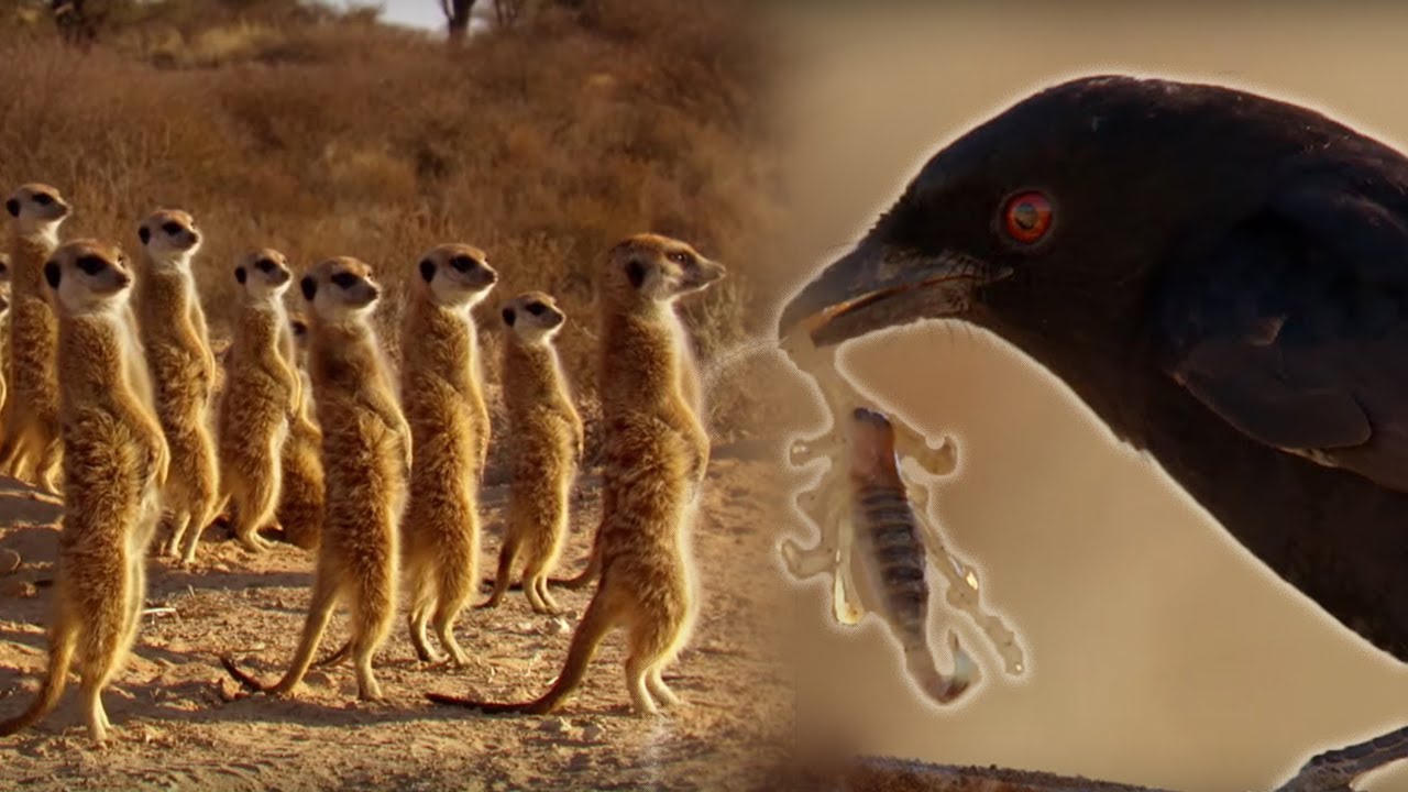Clever Bird Tricks Meerkats Into Hunting for Him » TwistedSifter