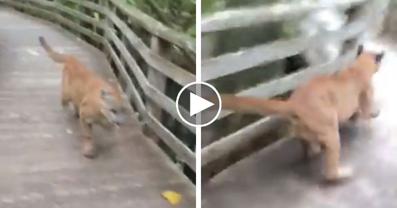 florida-panther-bolts-past-woman-on-corkscrew-swamp-sanctuary-boardwalk ...